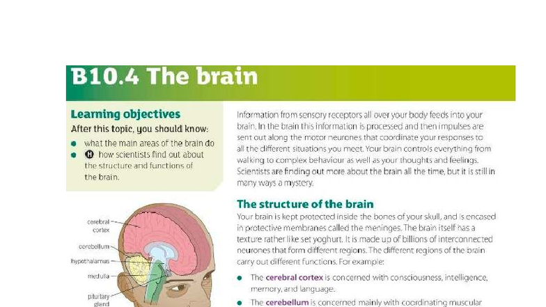 B10.4 The Brain: Structure, Functions, and Learning Objectives - Studocu