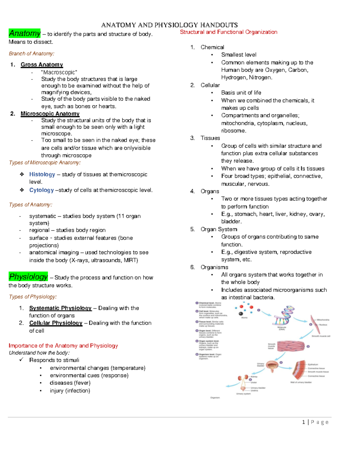 Anaphy-handouts - Anatomy and Physiology - Anatomy – to identify the ...