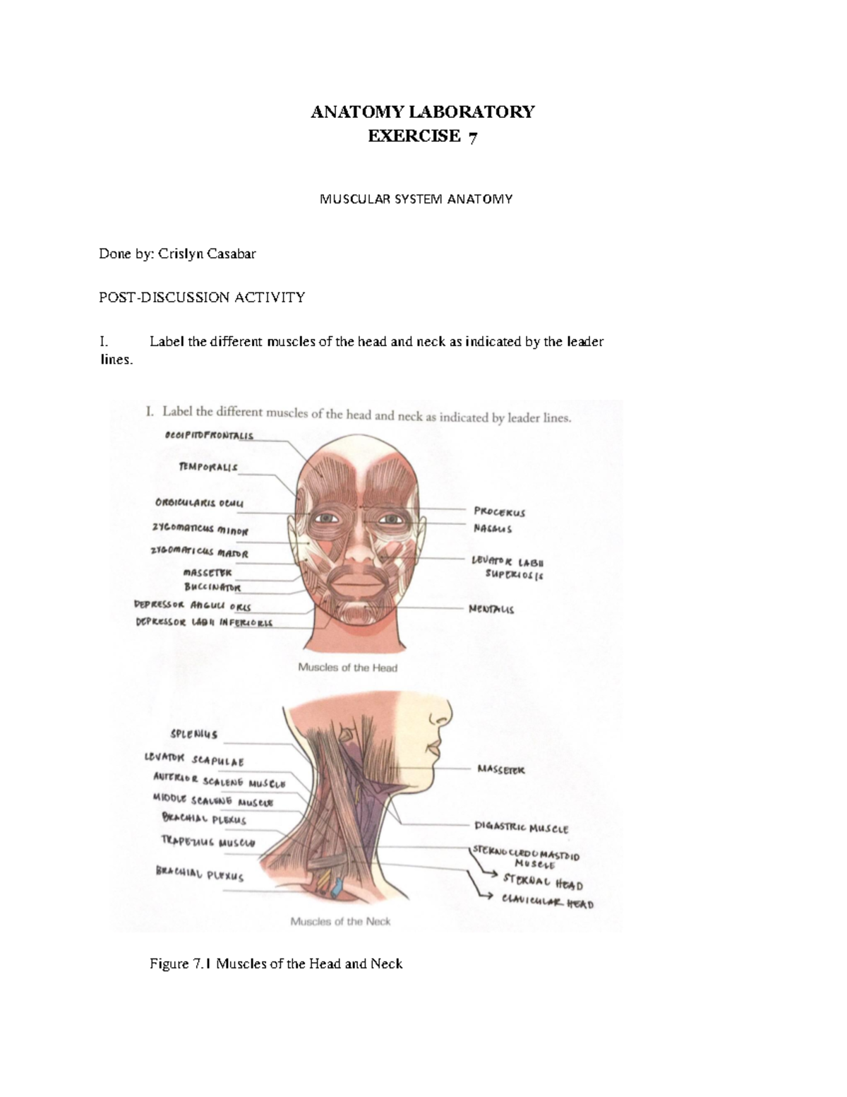 Muscular System Anatomy Exercises 7: Head, Trunk, Extremities - Studocu