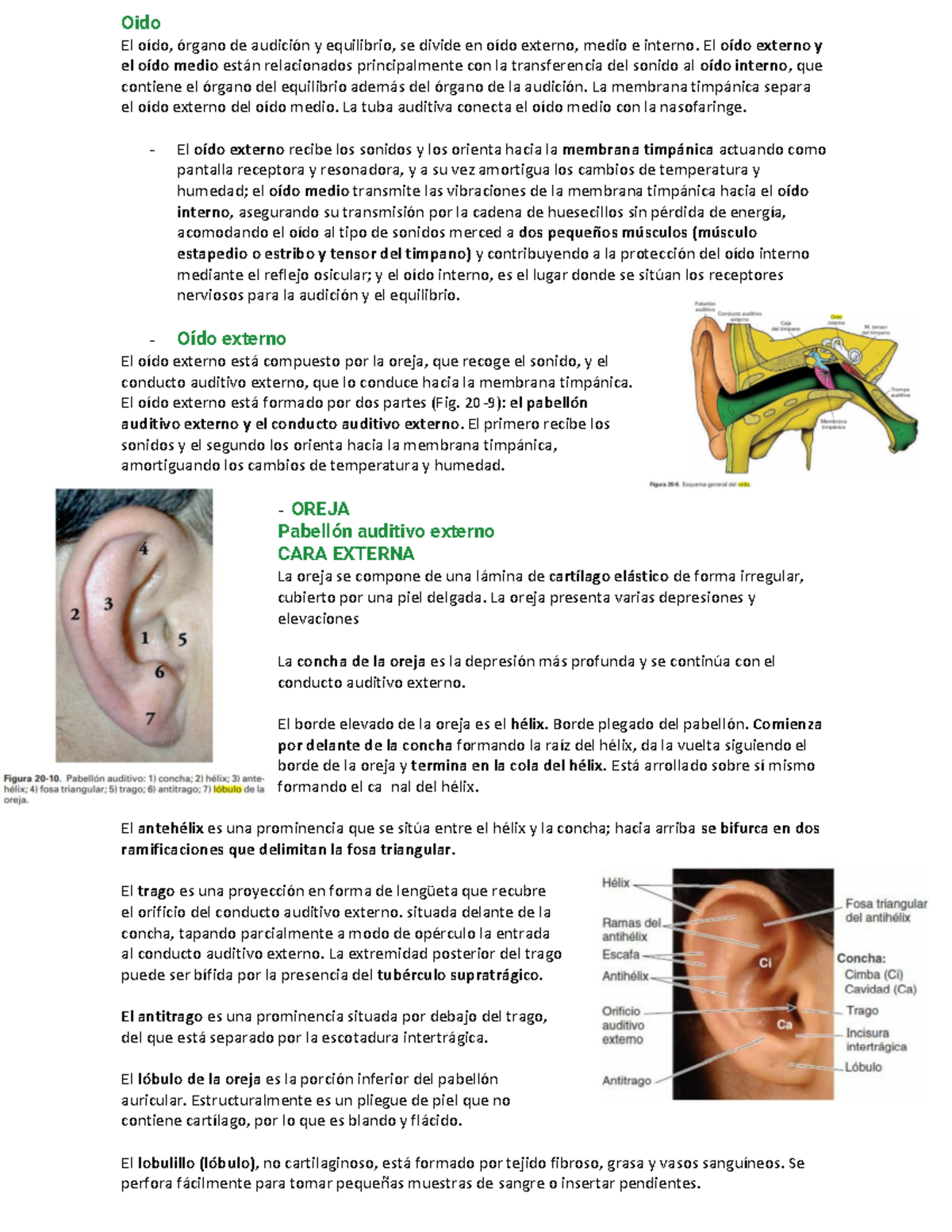 Resumen del Oído - Anatomía y Función del Oído Humano - Studocu