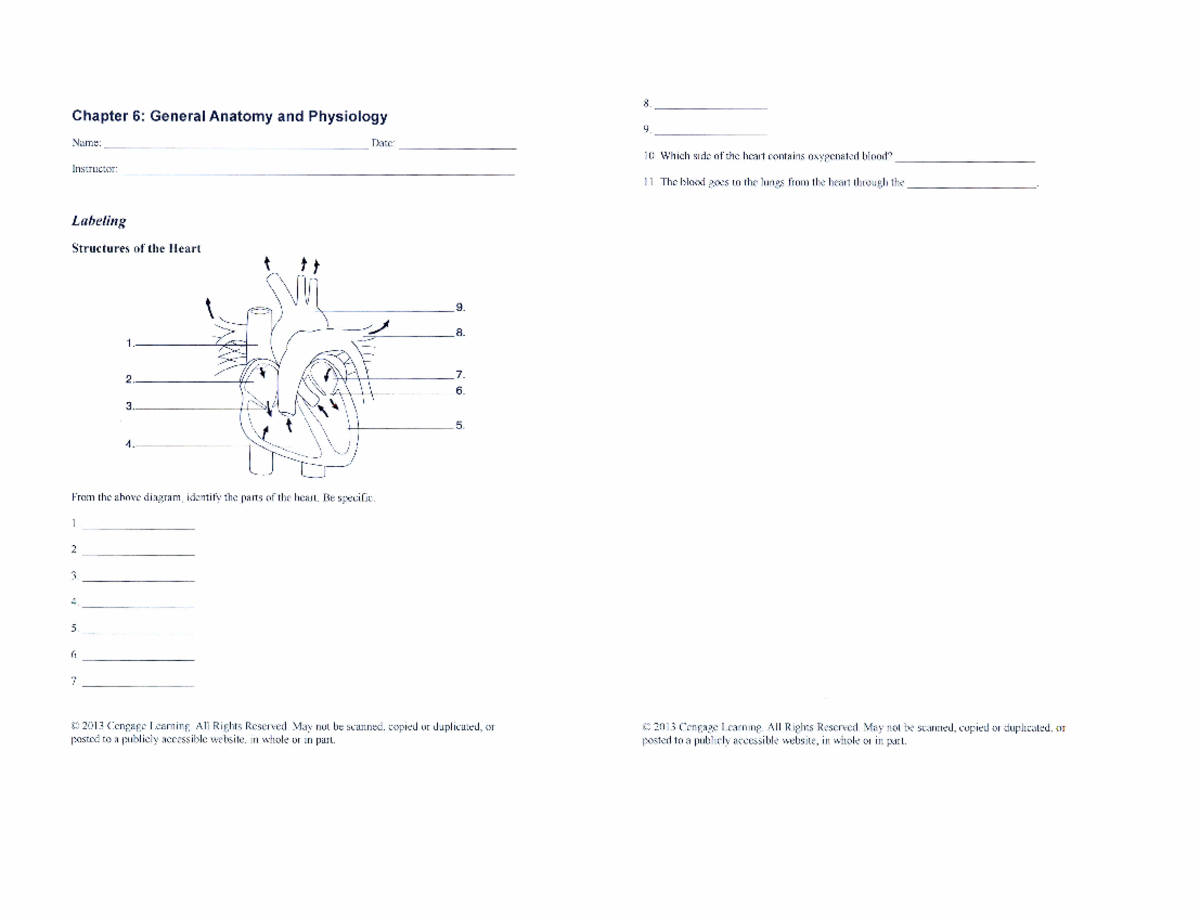 A&P Chapter 6: Heart & Digestive System Labeling Worksheet - Studocu