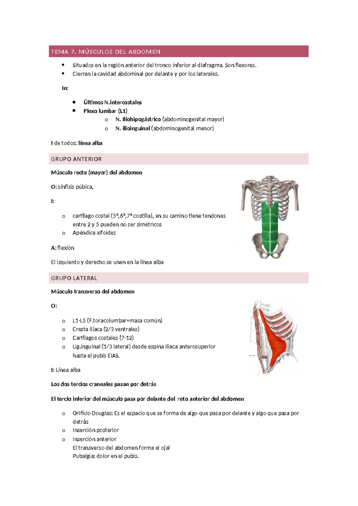 Anato T7 - Apuntes - TEMA 7. MÚSCULOS DEL ABDOMEN Situados en la región ...