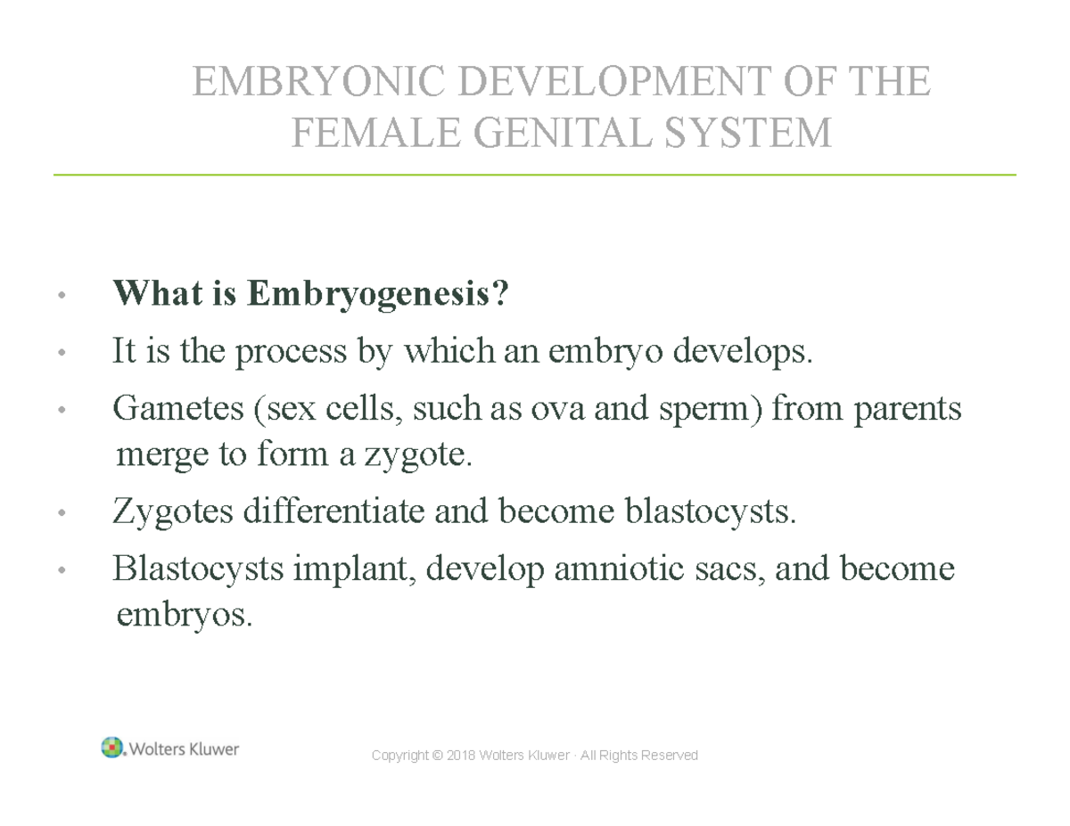 EMB 101: Overview of Female Genital System Development - Studocu