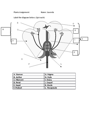 Cladogram hw-2 - this is the homework - Cladogram HW A. Concept: Modern ...