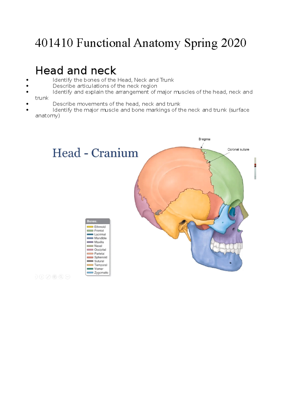 Functional Anatomy - lecture notes - 401410 Functional Anatomy Spring ...