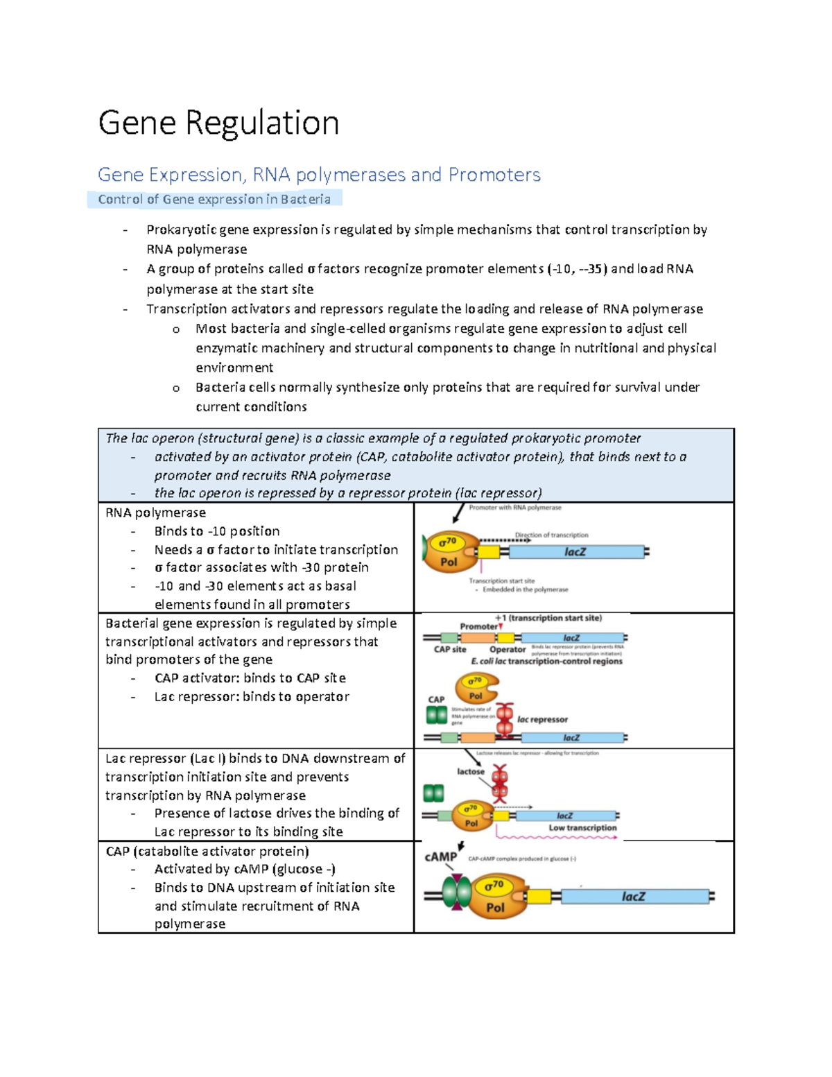 MCB 2050 Midterm Study Notes on Gene Regulation and Transcription - Studocu