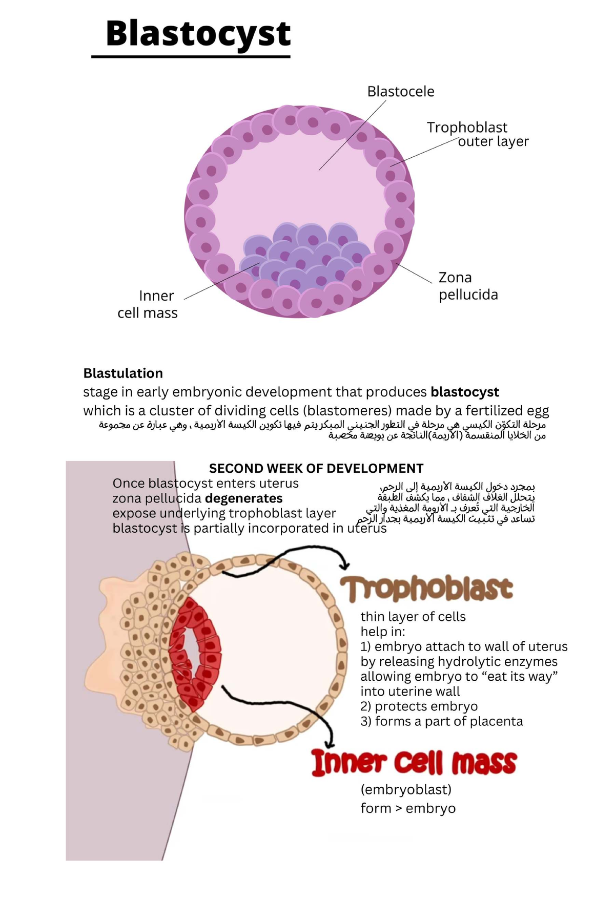 Embryology (BIO 101): 2nd Week of Development - Blastocyst Formation ...