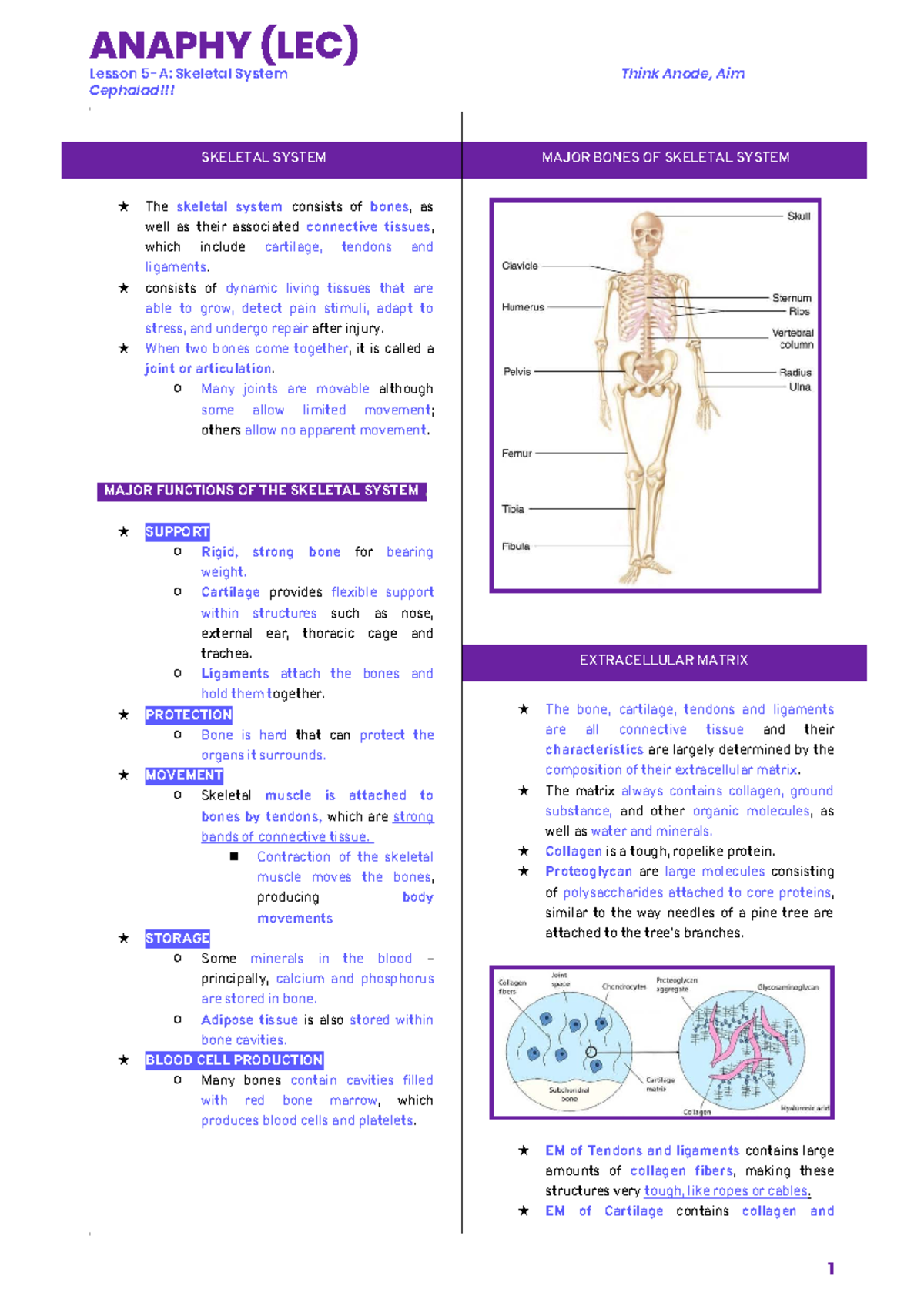 ANAPHY (LEC) Midterm Lesson on Skeletal System and Bone Growth - Studocu