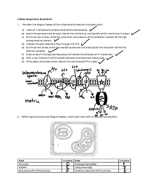 Lecture 22: Cellular Respiration and Glycolysis Overview (BSCI 170 ...