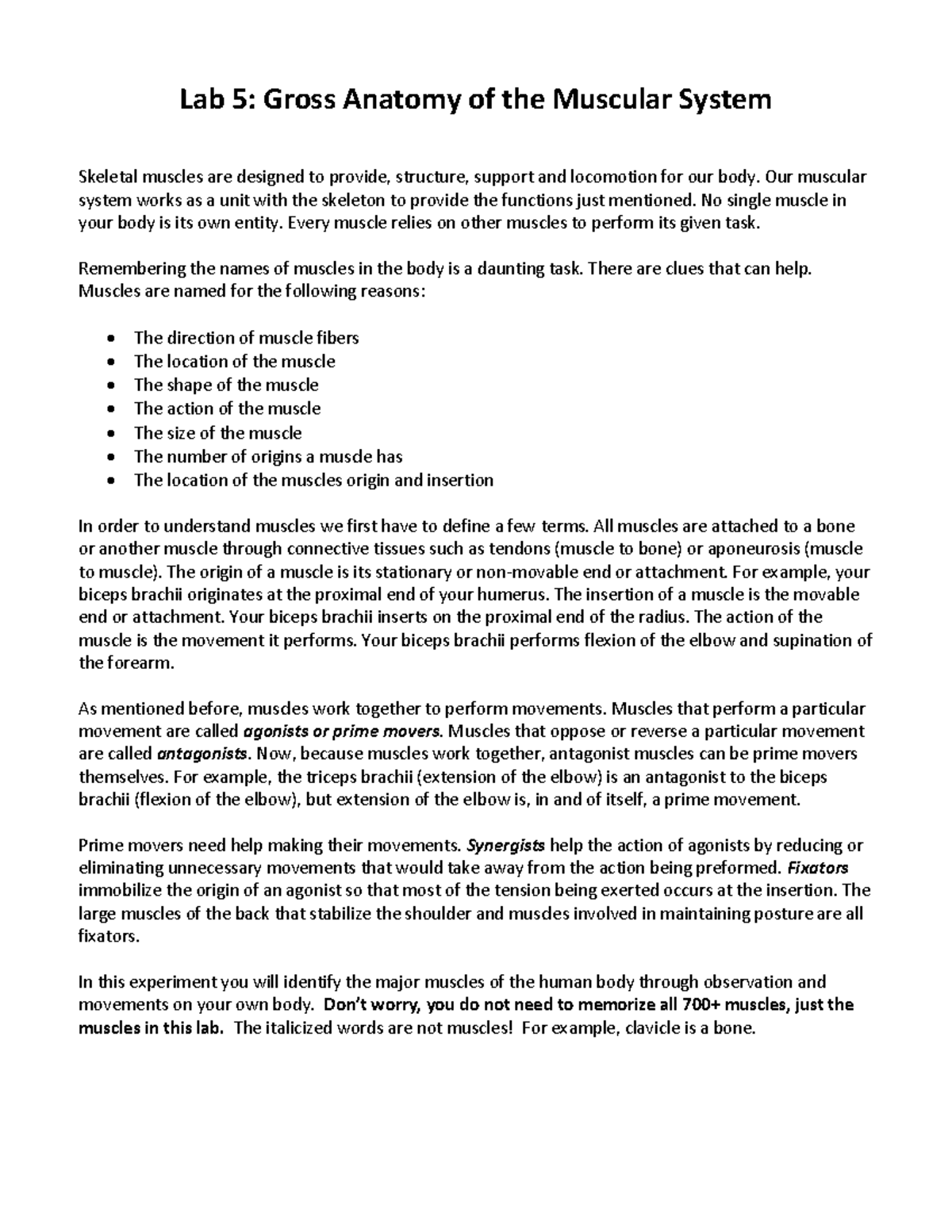 Lab 5: Gross Anatomy of the Muscular System - Muscle Identification ...