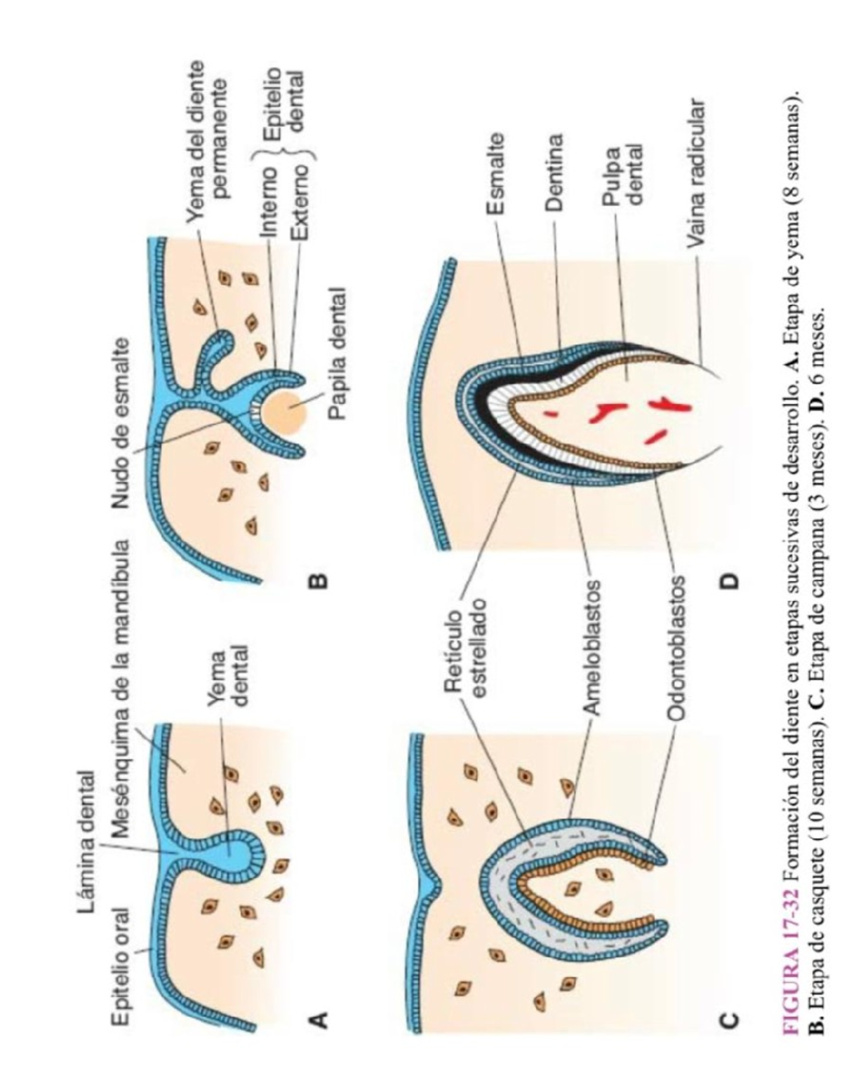 Odontogenesis: Visual Guide to Tooth Development - Studocu