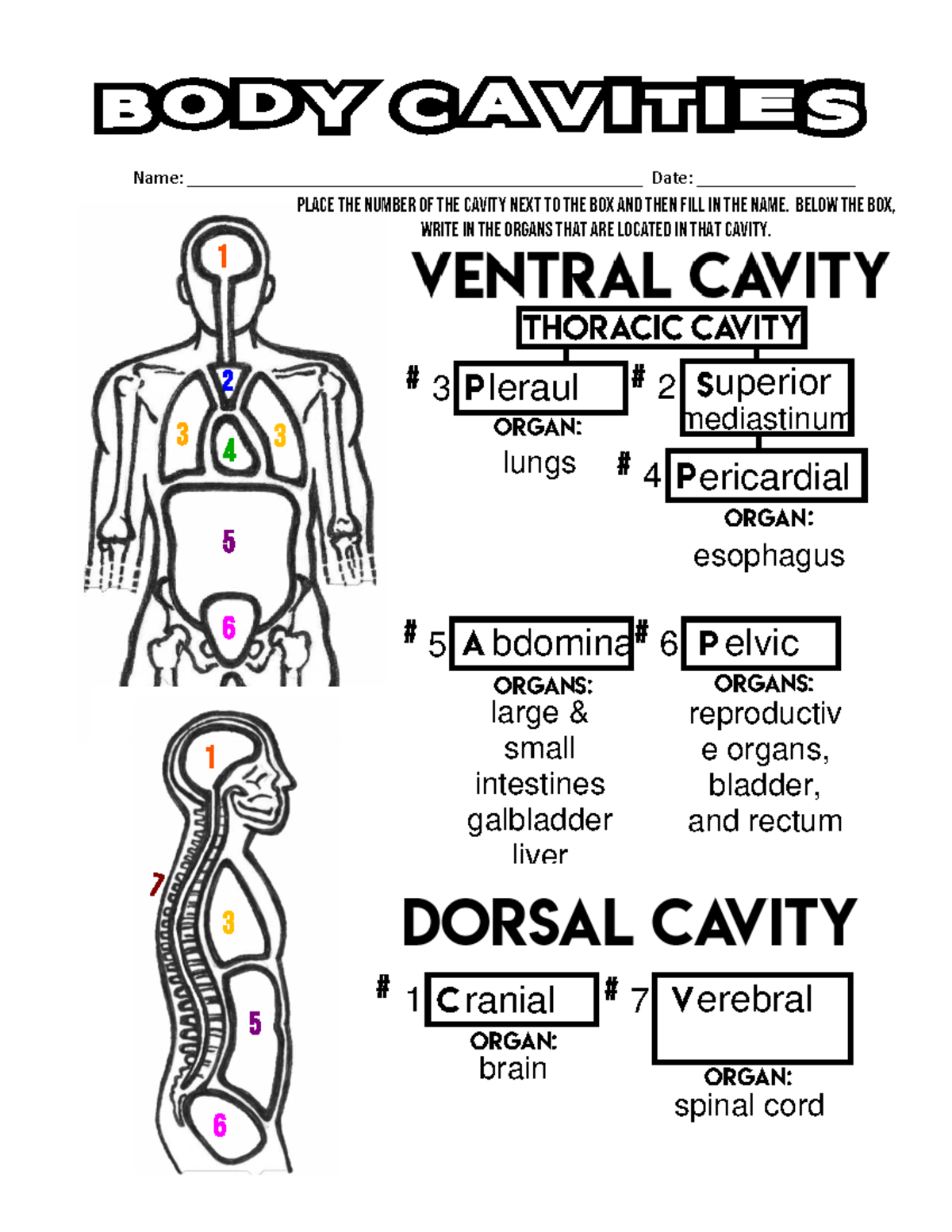 BODY CAVITIES - Fillable PDF for Anatomy Study - Studocu