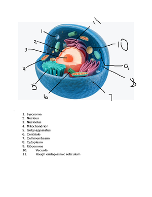 BIO 205 Module 3 Worksheet-2 completed - ARIZONA COLLEGE OF NURSING ...