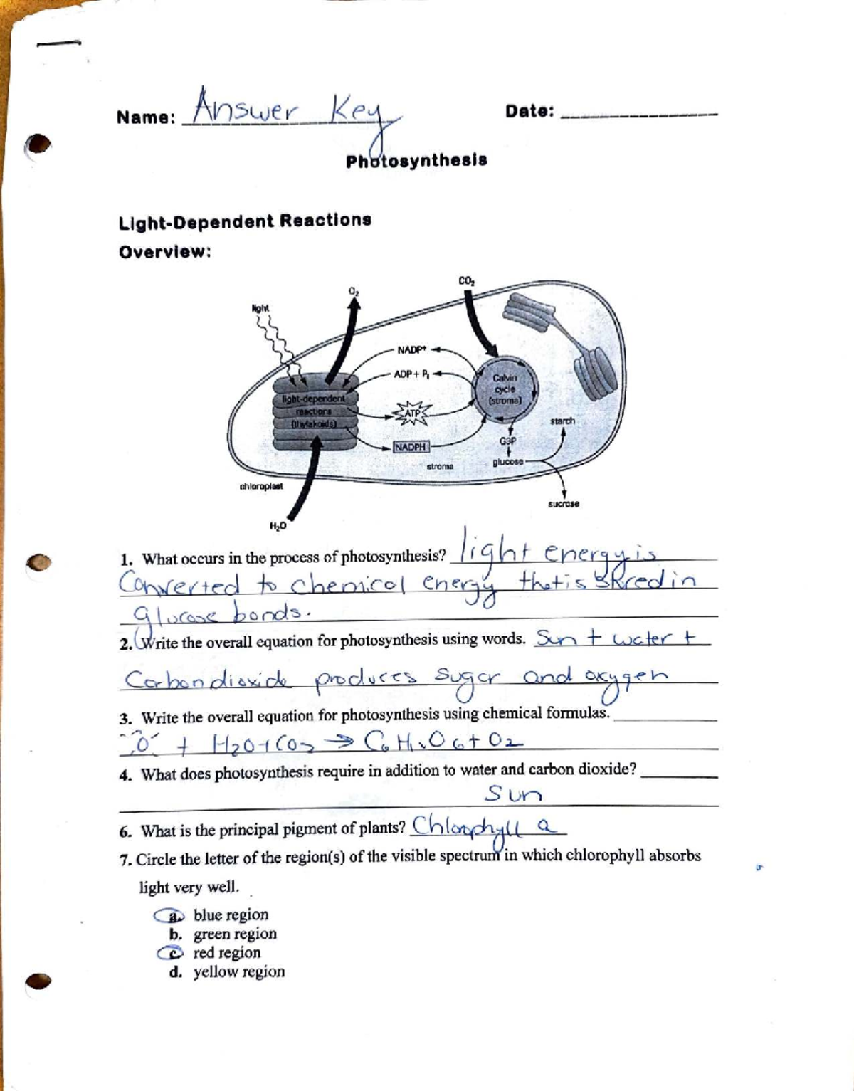 Photosynthesis Test Review Answers: Key Concepts and Processes - Studocu