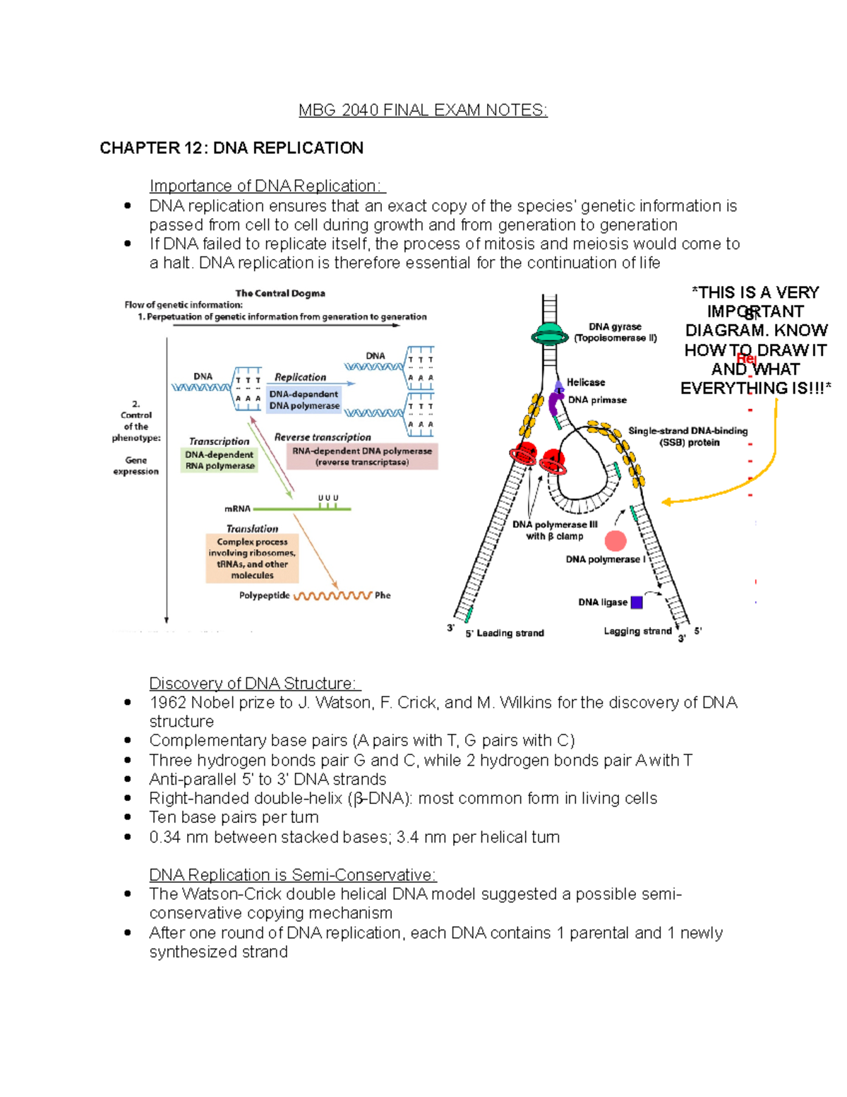 MBG 2040 Final Exam Study Guide: Key Concepts of DNA/RNA - Studocu