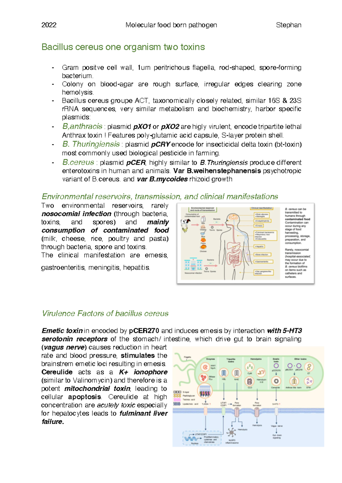 Molecular Pathogens in Food Safety: Understanding Bacillus cereus ...