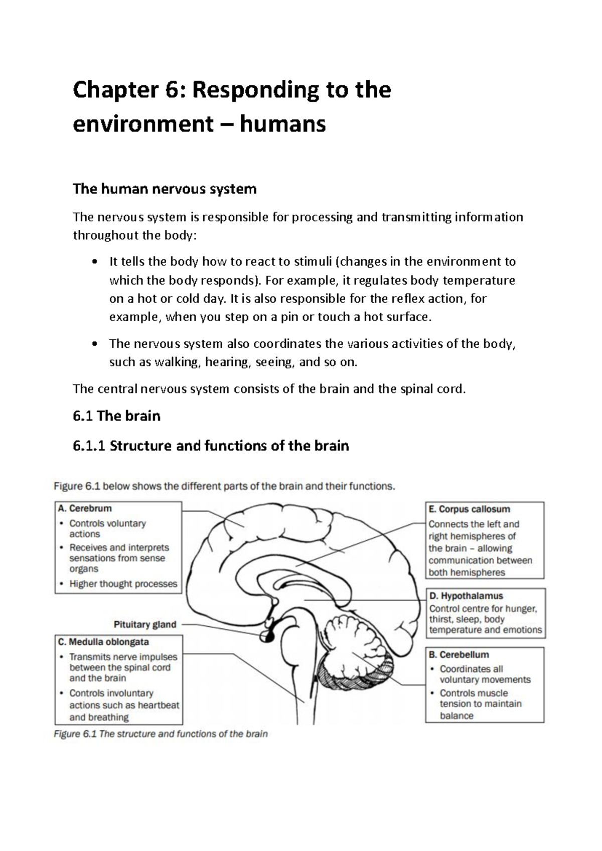 Chapter 6 Responding to the environment – humans - Chapter 6 ...