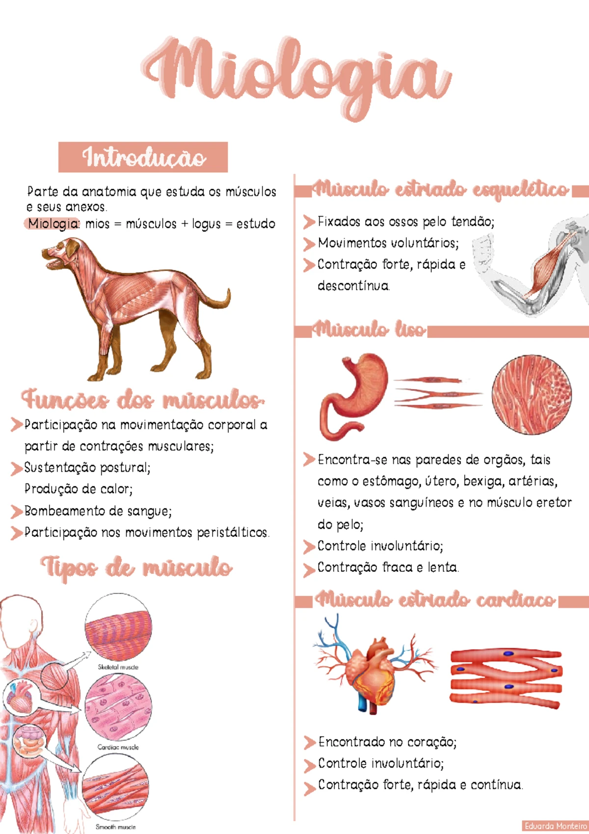 Miologia: Estrutura e Funções dos Músculos e Seus Anexos - Studocu