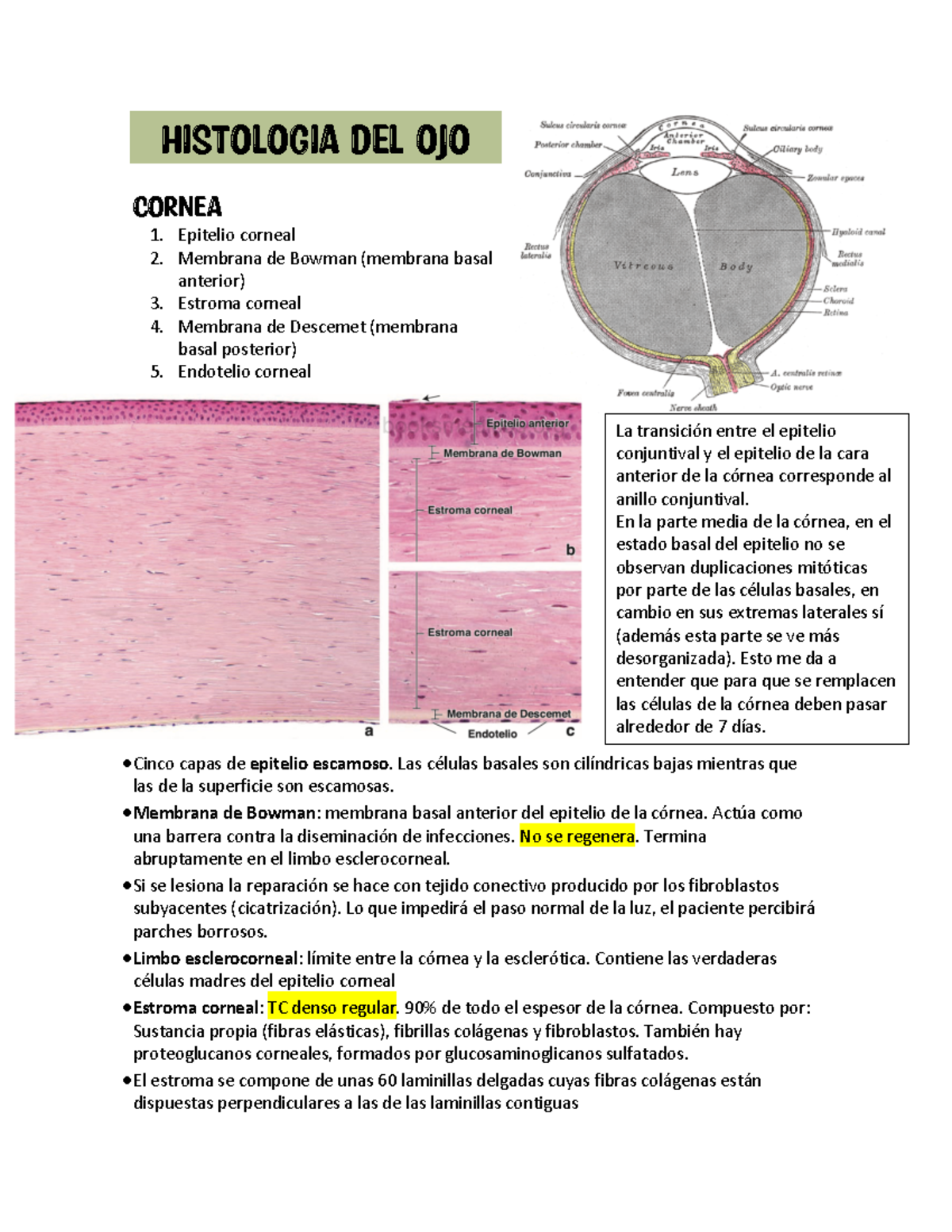 21. Histología del Ojo: Cornea, Esclera, Cuerpo Ciliar y Retina - Studocu