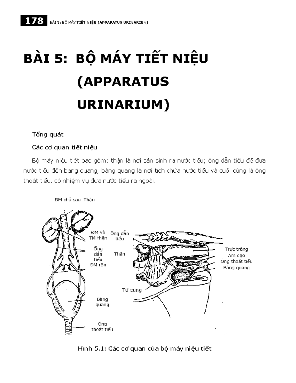 BÀI 5: TỔNG QUAN VỀ BỘ MÁY TIẾT NIỆU (APPARATUS URINARIUM) - Studocu
