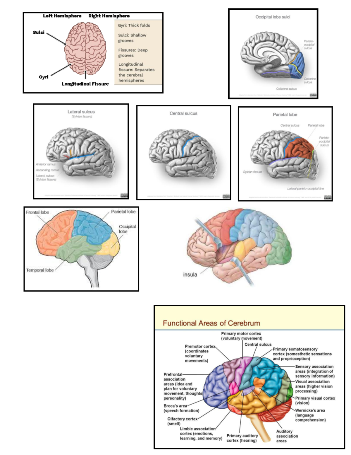 Anaphy 101 - practical - Left Hemisphere Right Hemisphere Occipital ...