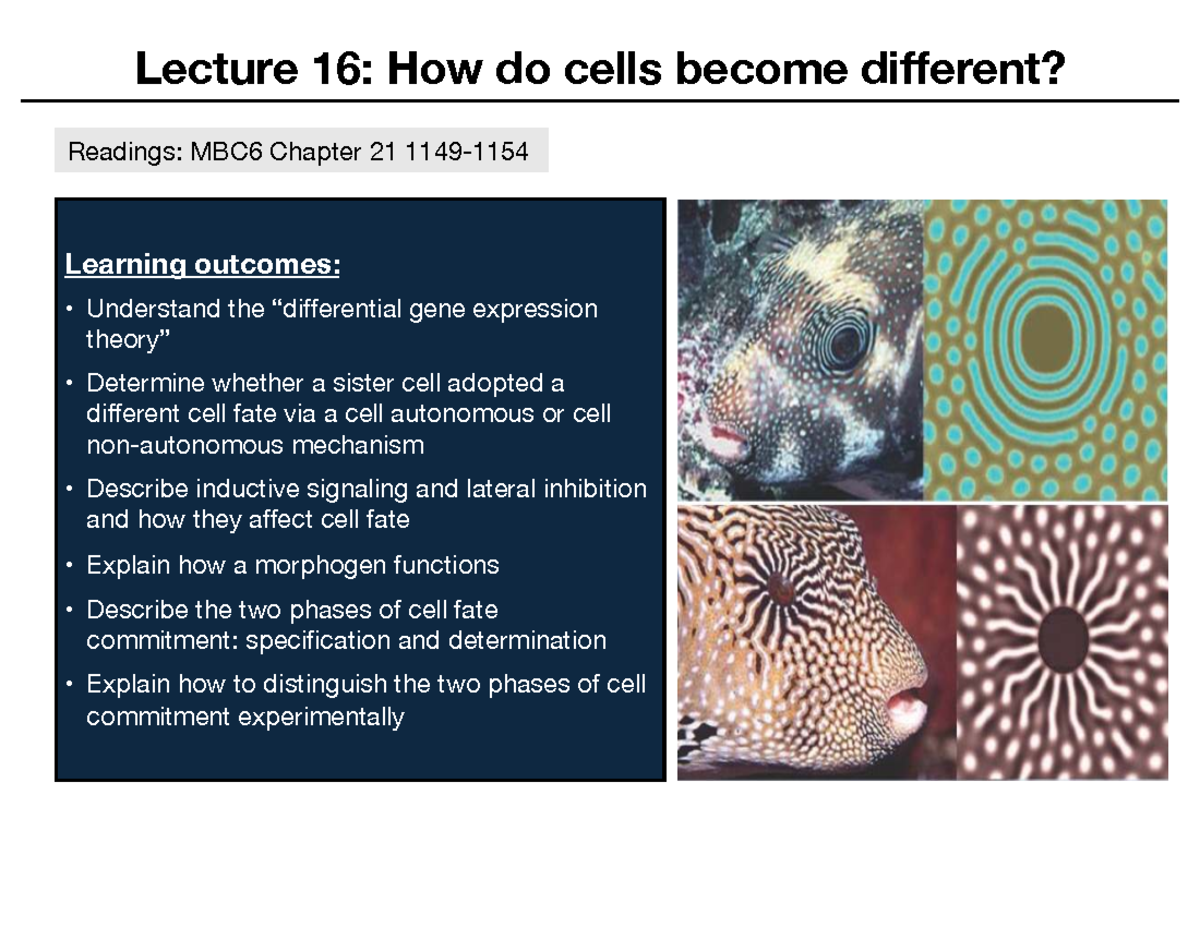 Lecture 16: How Do Cells Become Different? - Studocu