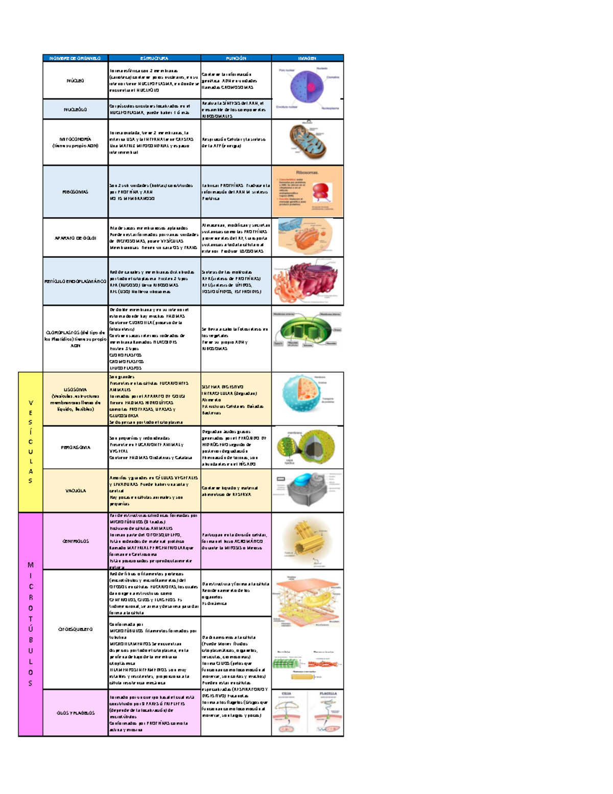Estructura y Función de Organelos Celulares en Biología (C001) - Studocu