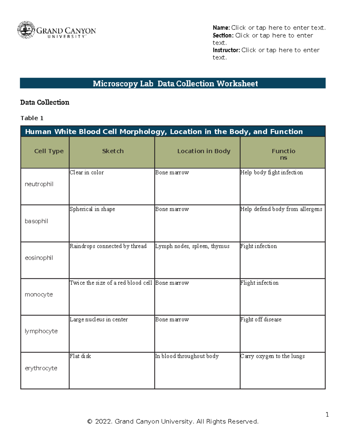 BIO 205L RS T1 - microscopy worksheet - Section: Click or tap here to ...