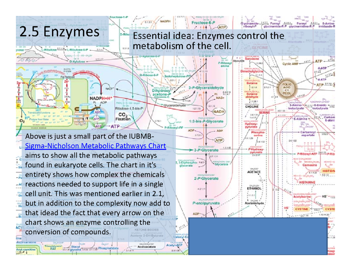 Biology 2.5 Enzymes: Factors Affecting Activity and Denaturation - 2 ...