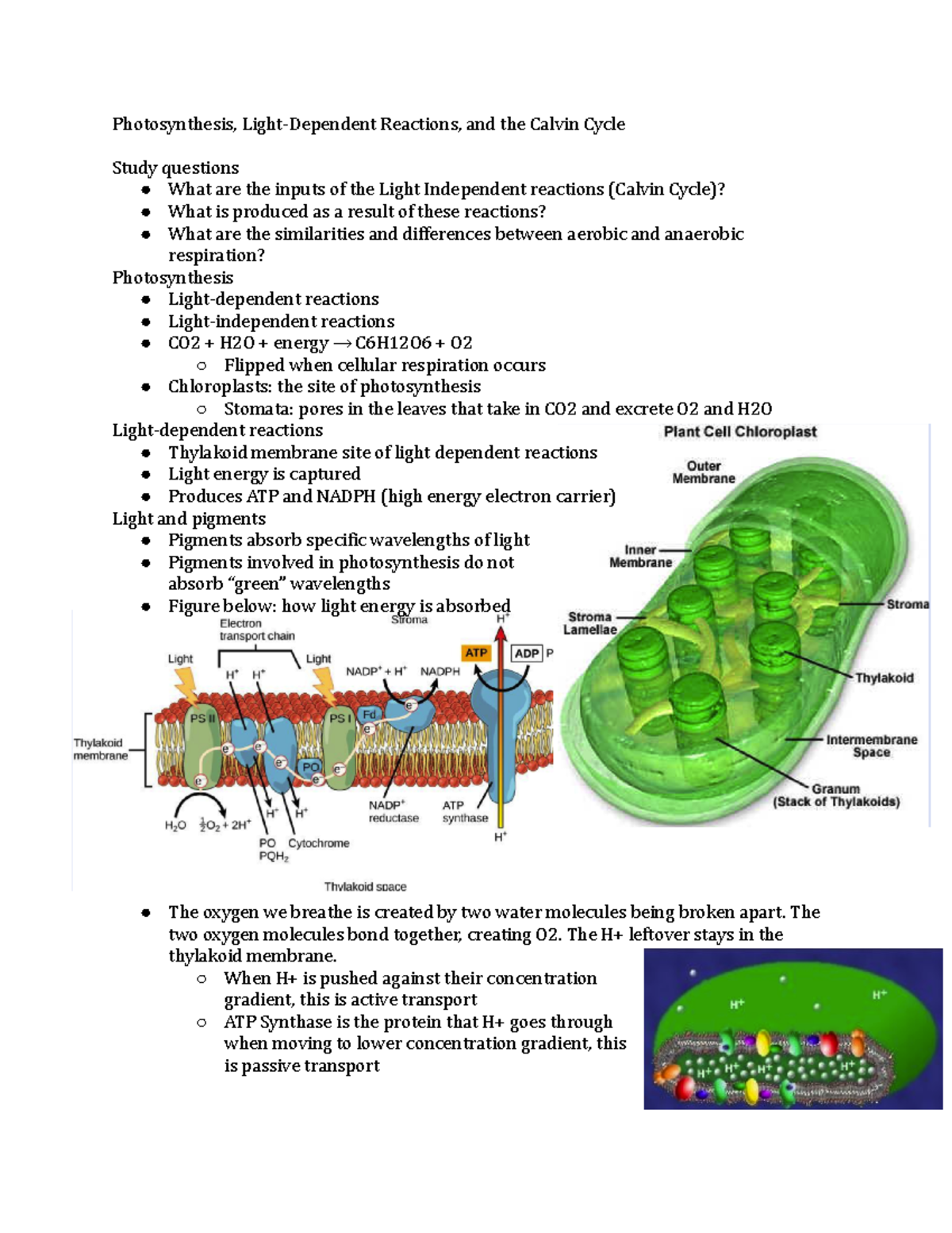 Photosynthesis & Calvin Cycle: Study of Light-Dependent Reactions - Studocu