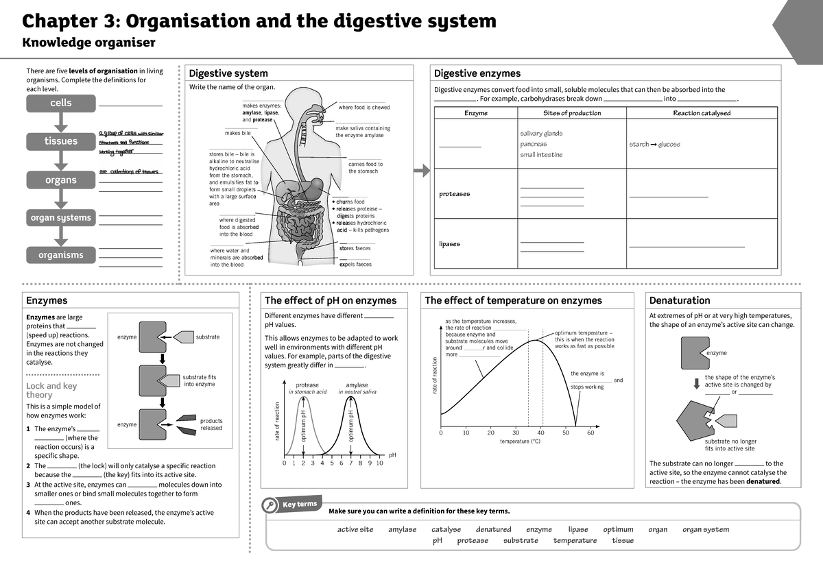 B3 Trilogy Higher: Chapter 3 - Organisation & Digestive System Notes ...