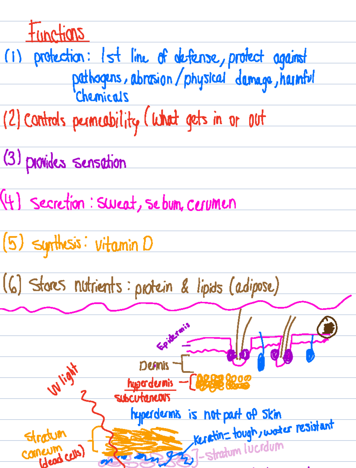 Skin Structure and Functions: Insights from Anatomy and Physiology ...
