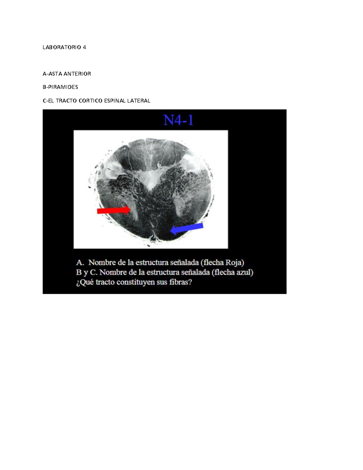 Preguntas del Parcial de Neuro 2 - Laboratorio 4 y 5 - Studocu