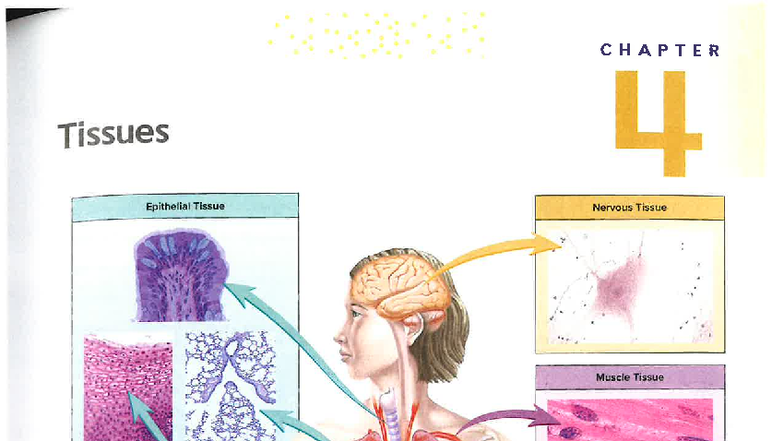 CHB HBS Chapter 4: Tissues - Epithelial, Muscle, and Nervous Tissue ...