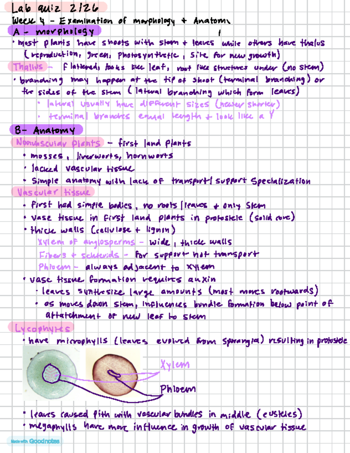 Lab Quiz 2126: Morphology & Anatomy of Nonvascular and Vascular Plants ...