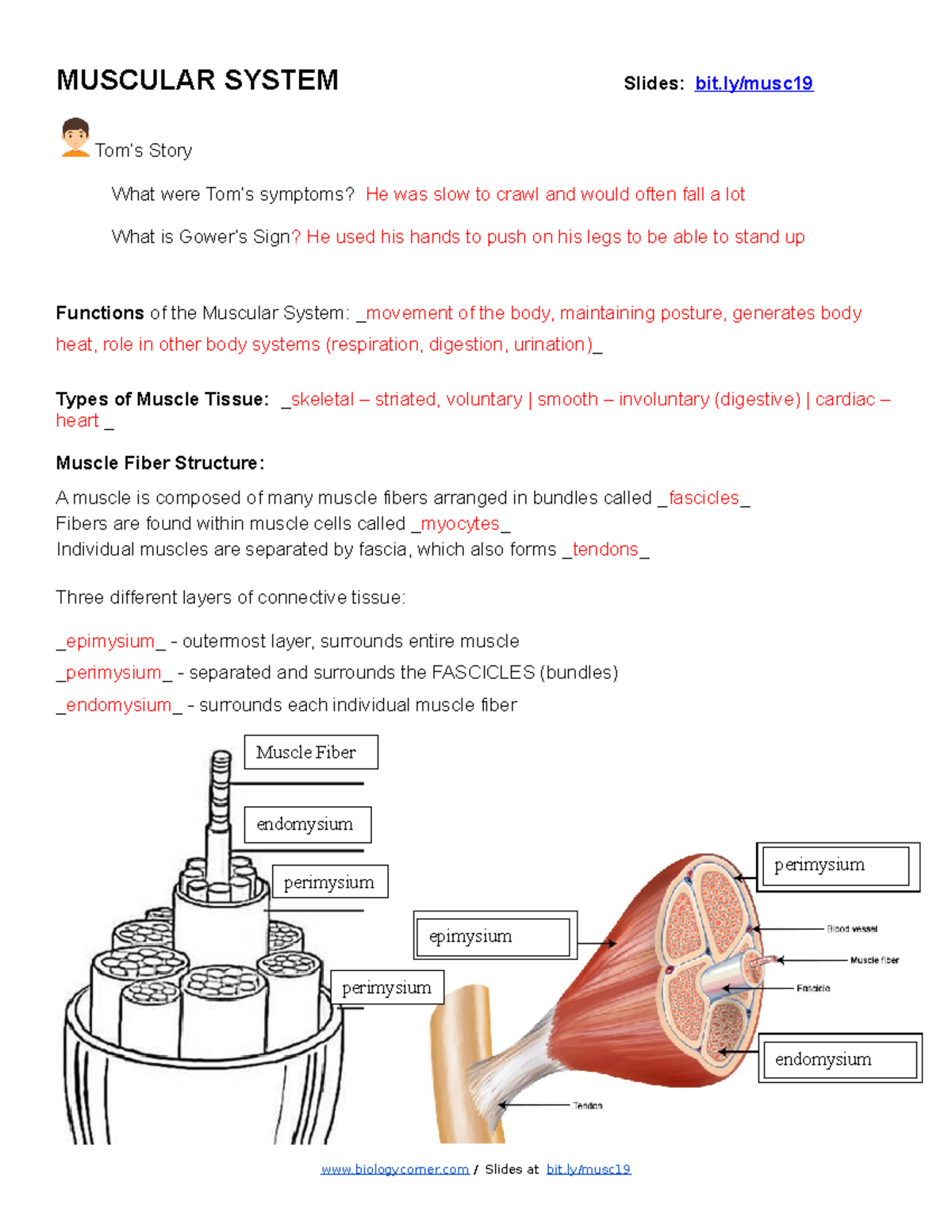 Muscular System Overview and Disorders: Key Concepts and Tom's Case ...