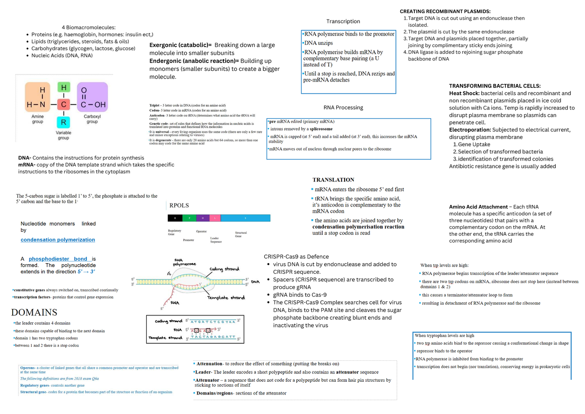 4 Biomacromolecules: Summary Notes for Biology 101 - Studocu