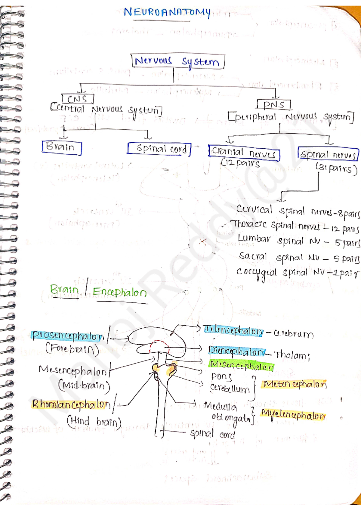 Neuroanatomy NEURO 101: Comprehensive Final Exam Notes - Studocu