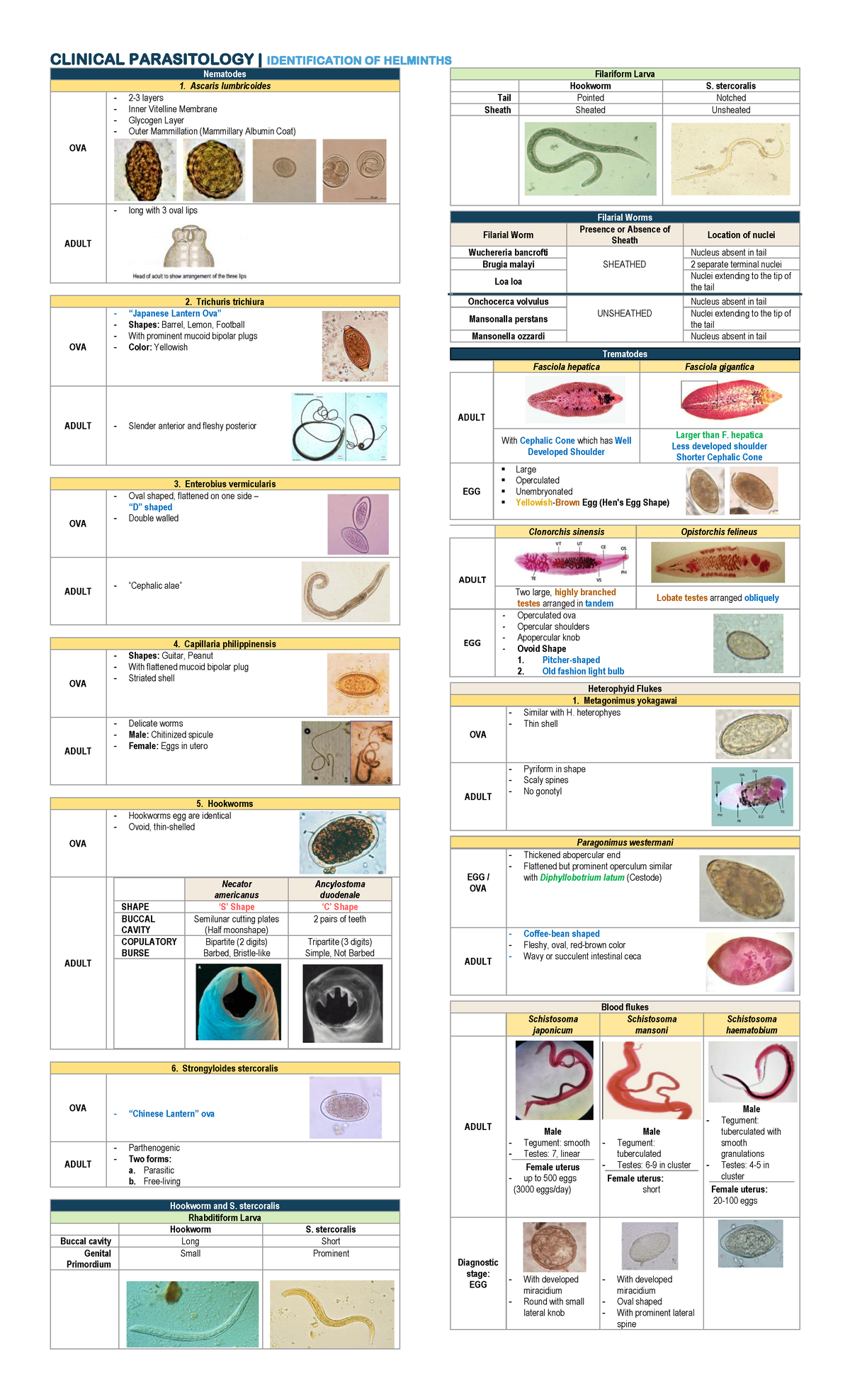 Clinical Parasitology: Identification of Helminths in 2023 - Studocu
