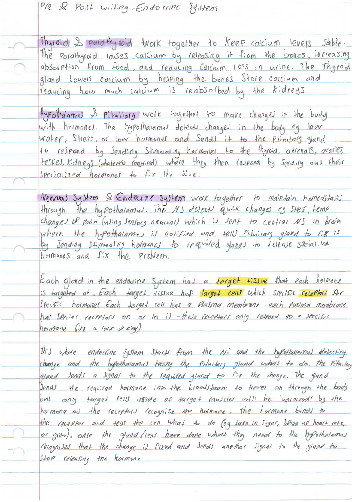 Endocrine System Overview: Thyroid & Parathyroid Functions - Studocu