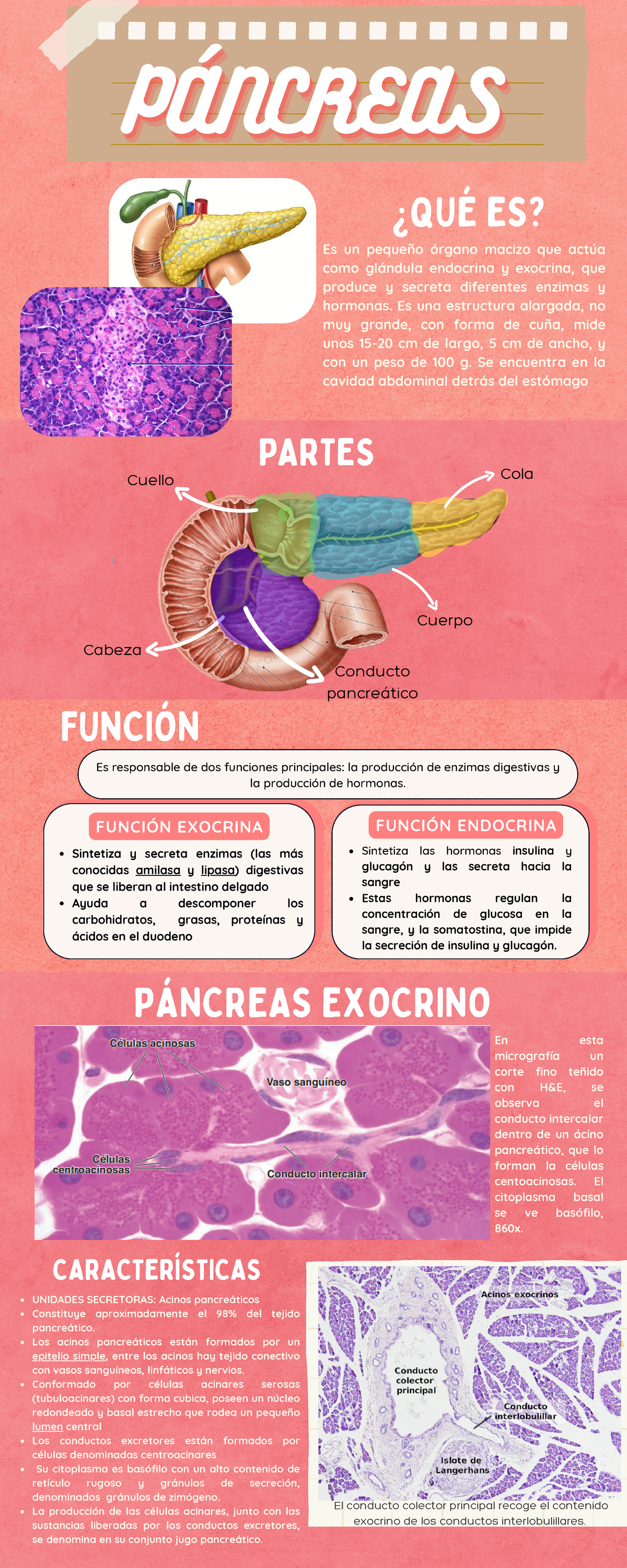 Infografía-Pancreas XCR - PARTES Cuello Cabeza Cuerpo Cola En esta ...