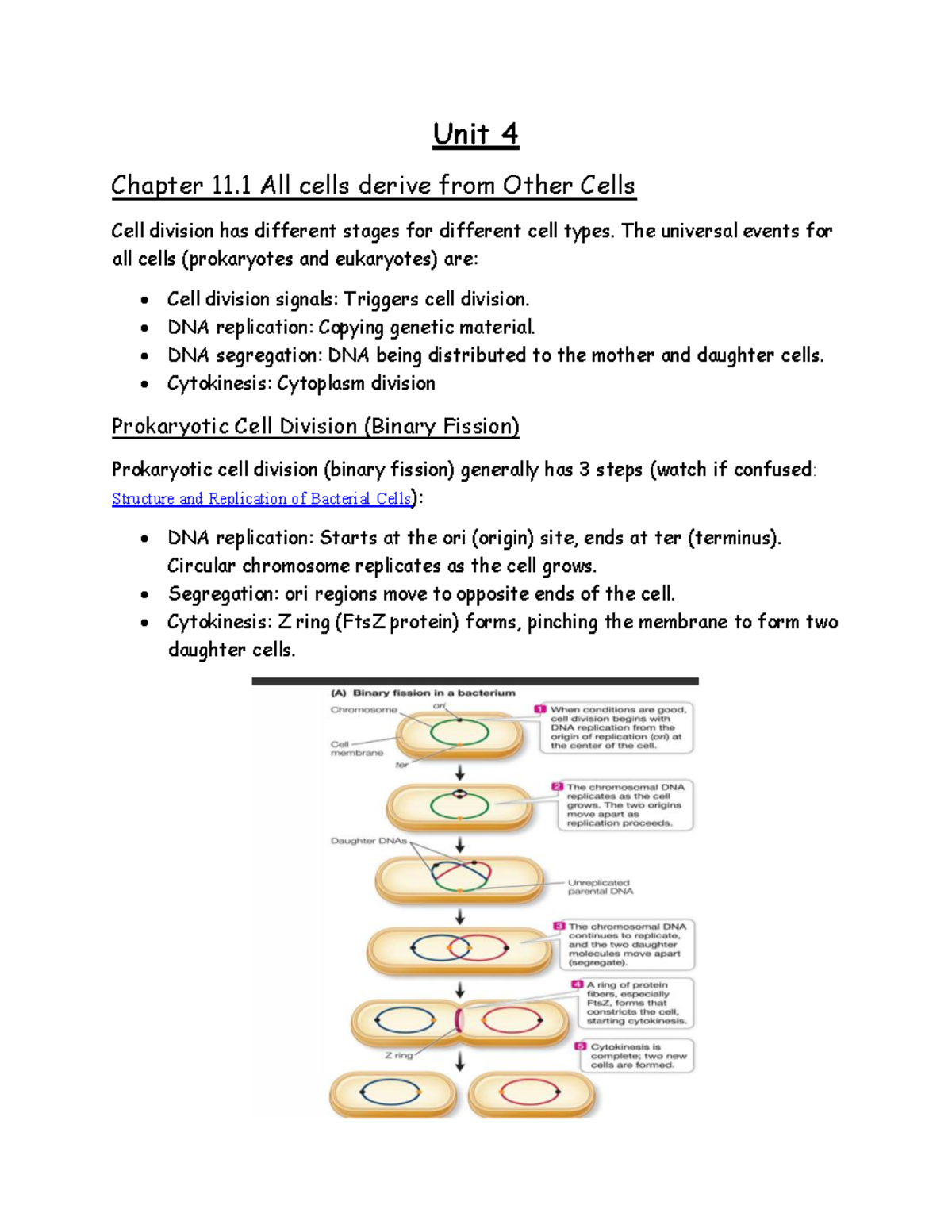 Unit 4 Genetics: Cell Division, Death, and Cancer Mechanisms - Studocu