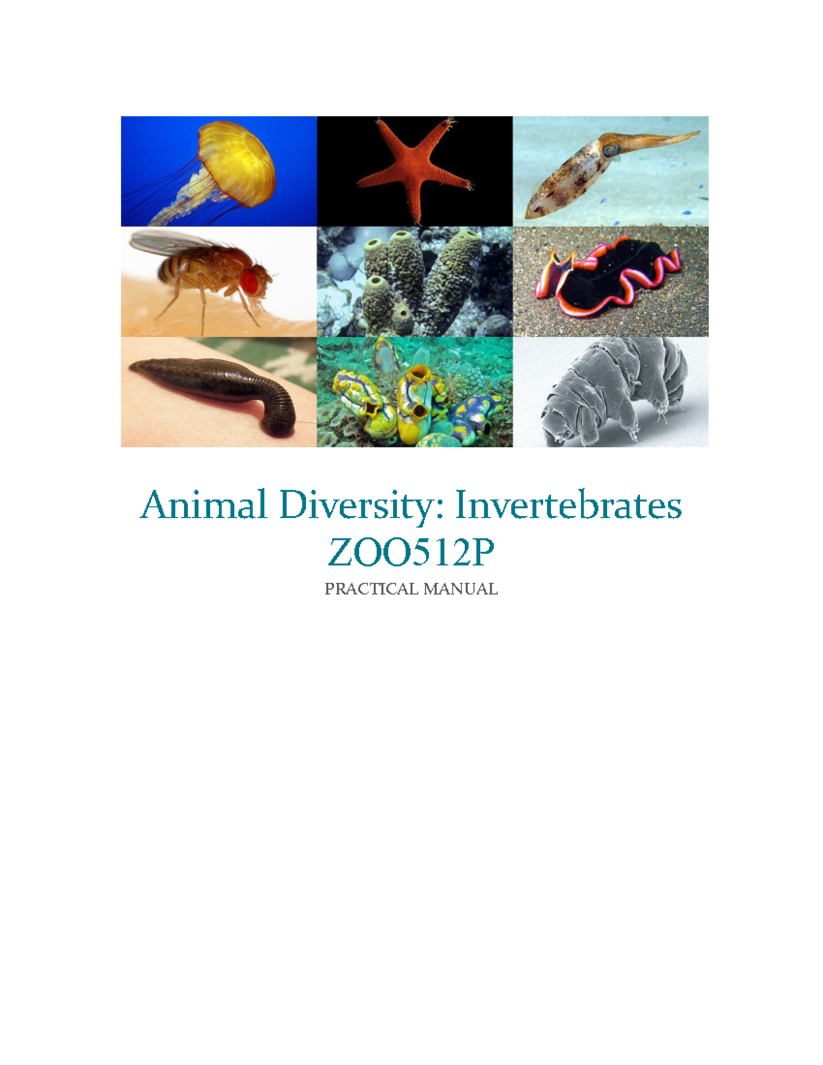 ZOO512P Manual - Animal Diversity: Invertebrates ZOO512P PRACTICAL ...