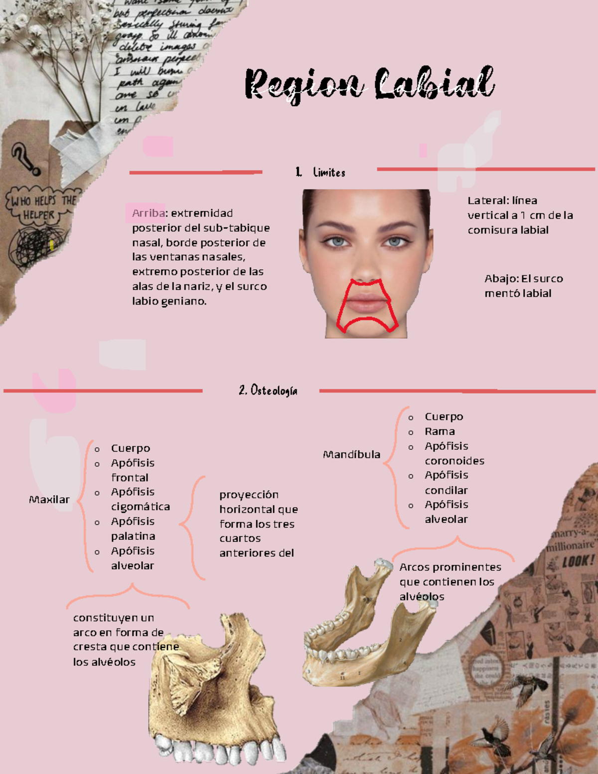 Anatomía topográfica región labial - Región Labial 1. Limites Arriba ...