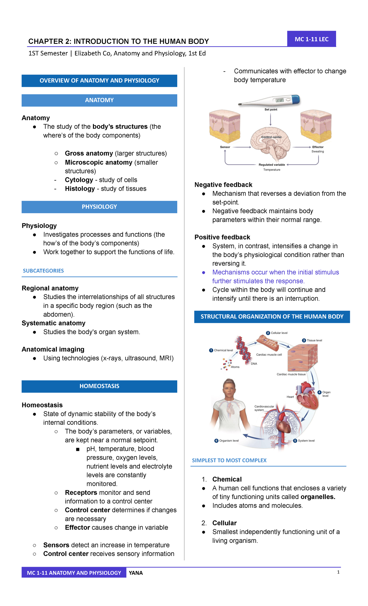 Anatomy & Physiology: 1st Semester Study Notes Overview - Studocu