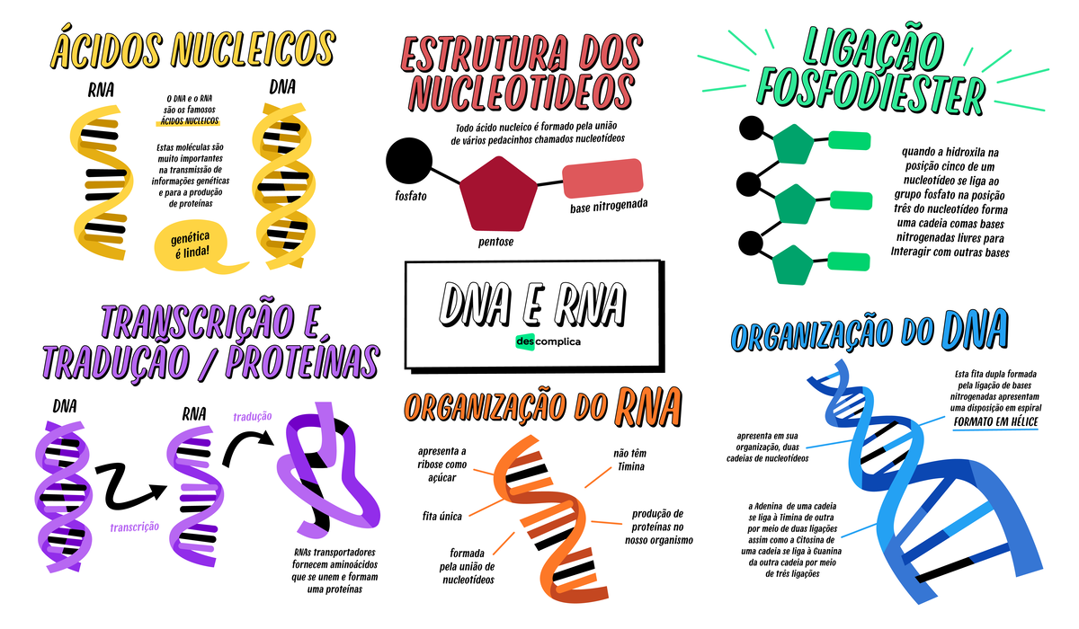 Mapa mental RNA e DNA - dfg - DNA E RNADNA E RNA ÁCIDOS NUCLEICOSÁCIDOS ...