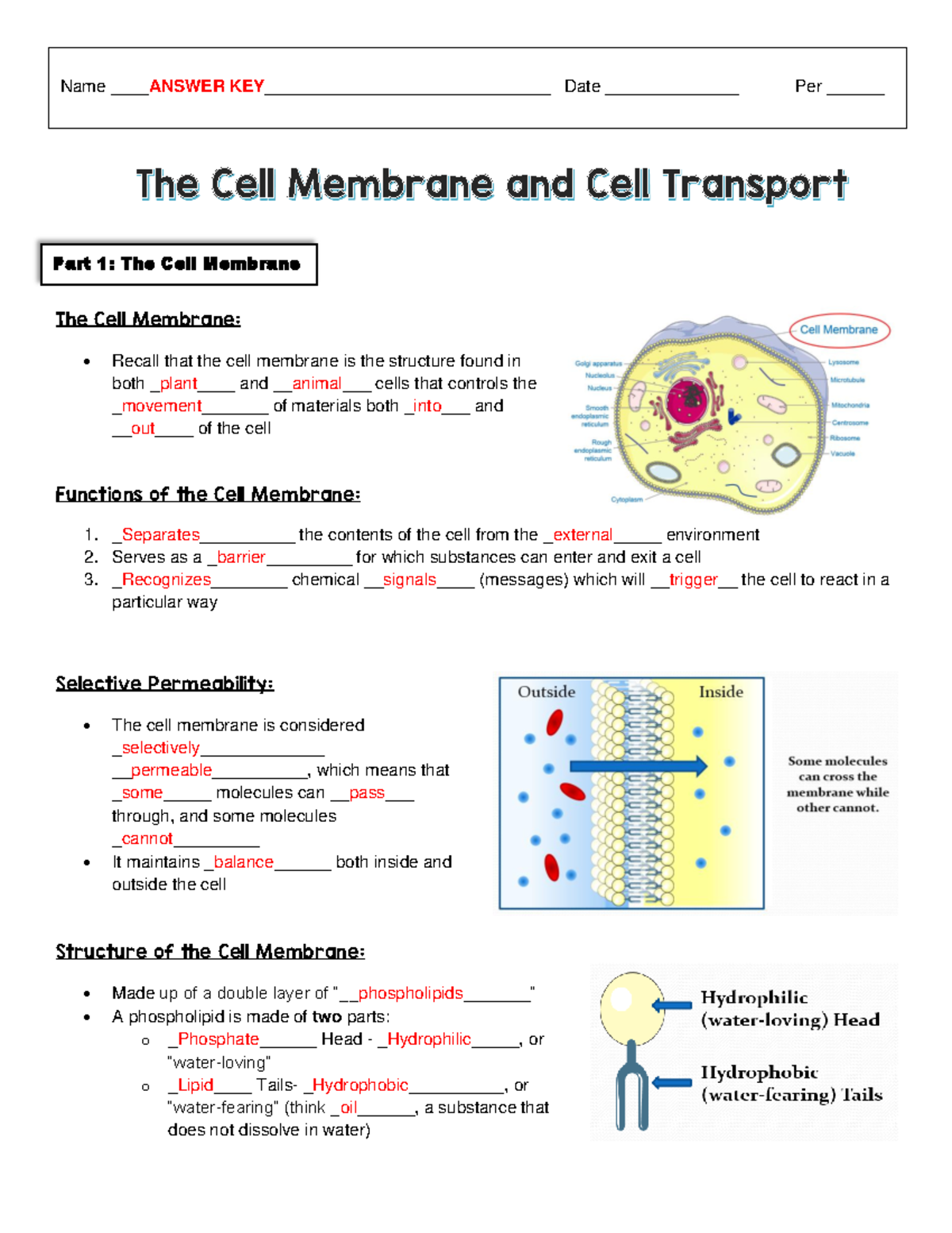 Answer KEY: Cell Membrane & Cellular Transport Guided Notes - Studocu