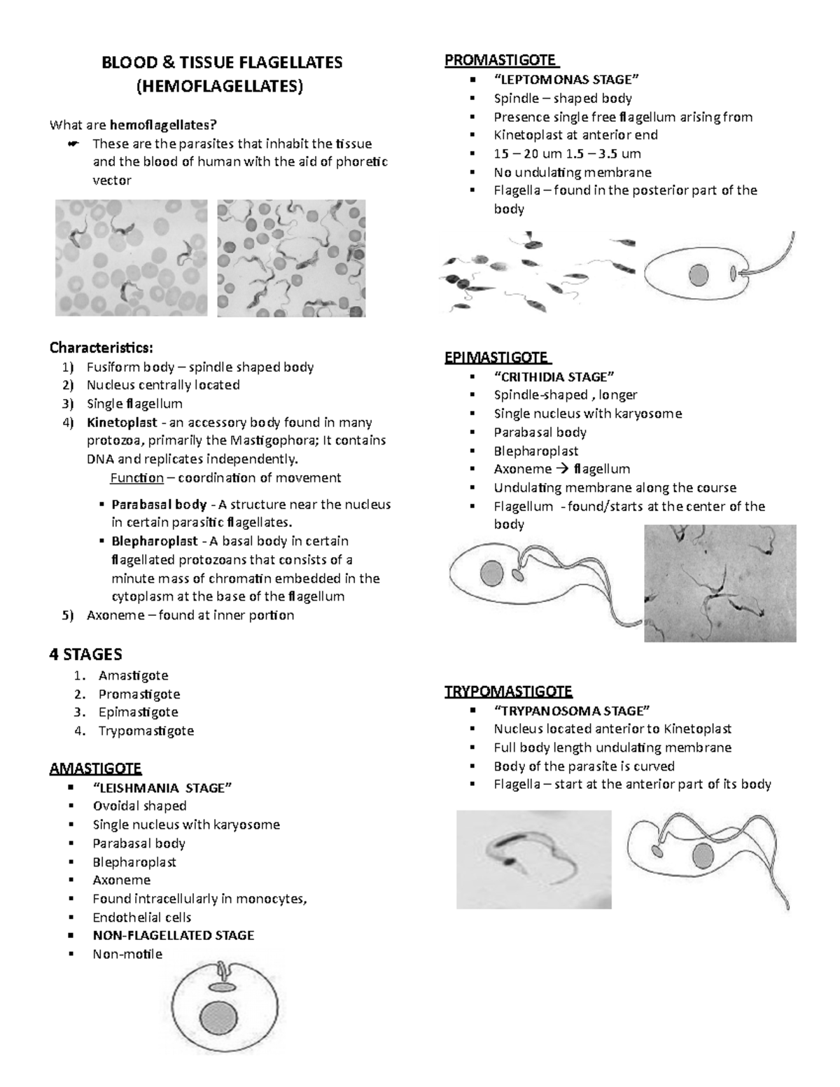 Blood and Tissue Hemoflagellates: Overview and Key Characteristics ...