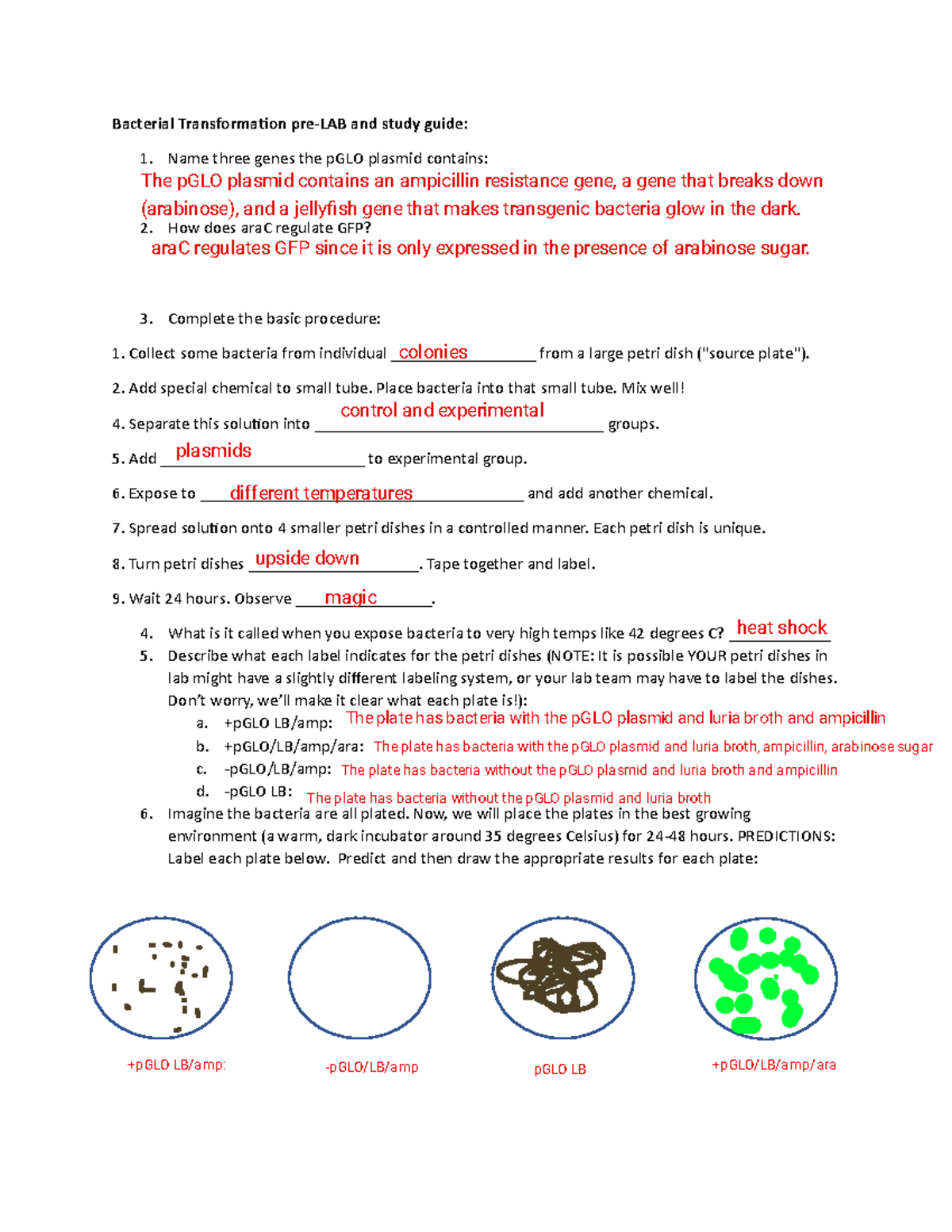 Bacterial Transformation Pre-LAB Study Guide for Bio 1017 - Studocu