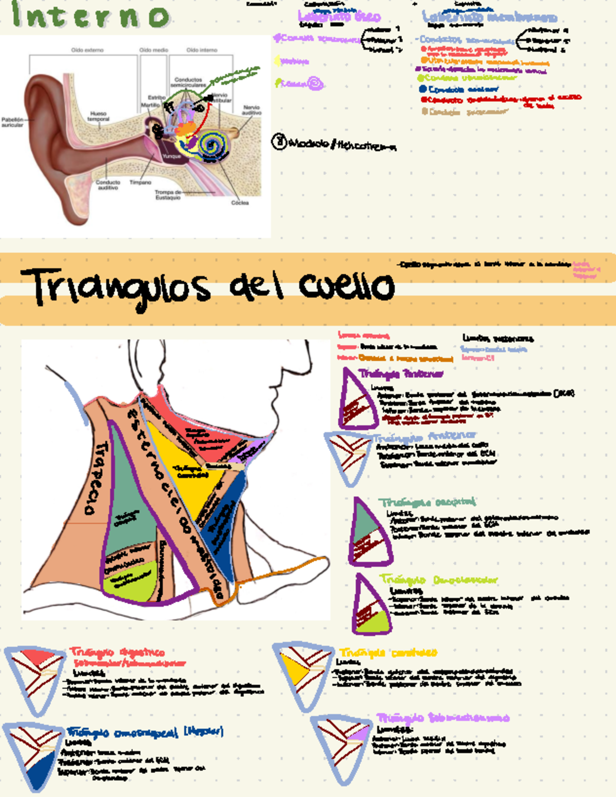 Triángulos del cuello - Caracol : caparazón I Carmita Viaja Perilinta ...